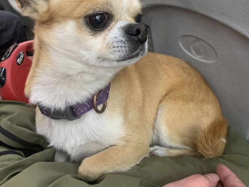 Потерялся Чихуахуа