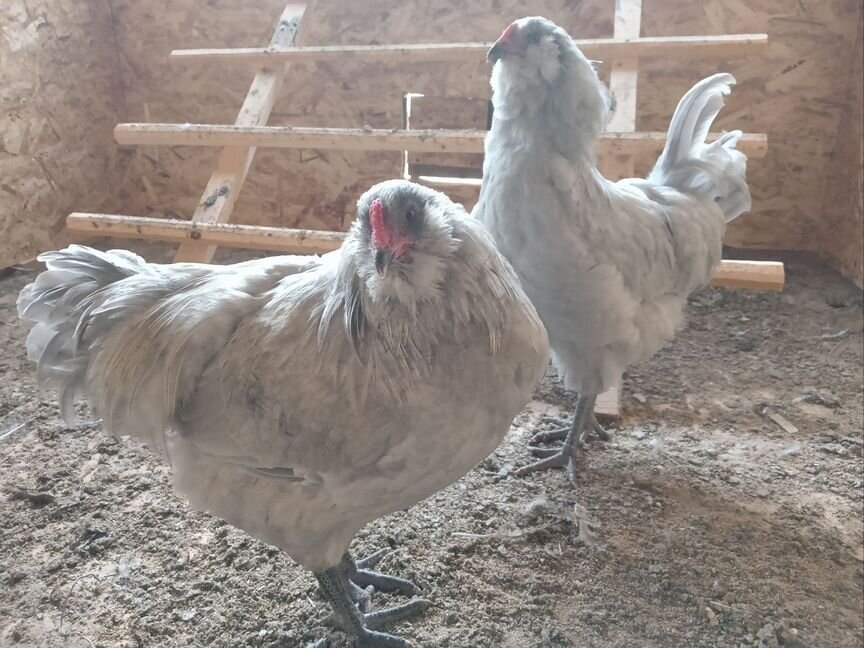 Молодые породные петушки Амераукана Лаванда