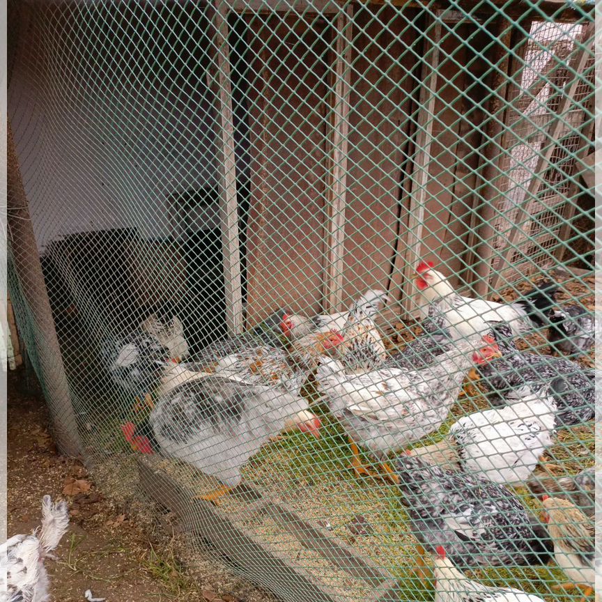 Молодые петухи