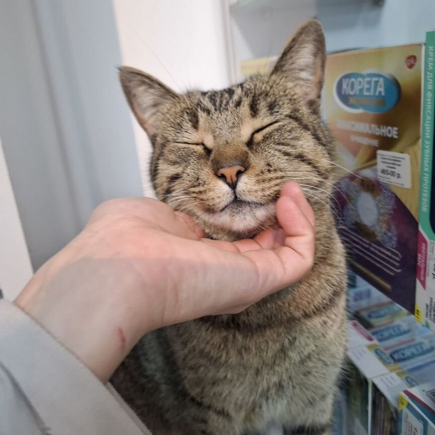 Кошка Пушинка в добрые руки