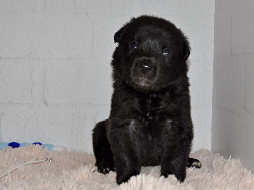 Щенок в добрые руки