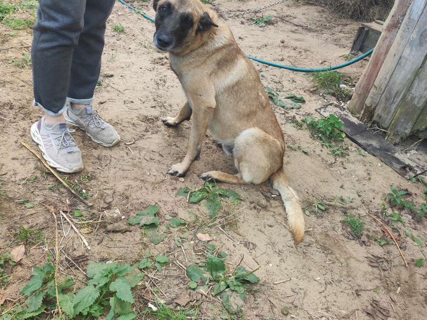 Собака а-ля малинуа. Кобель, кастрированный