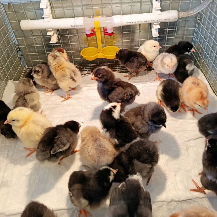 Цыплята несушки подрощенные