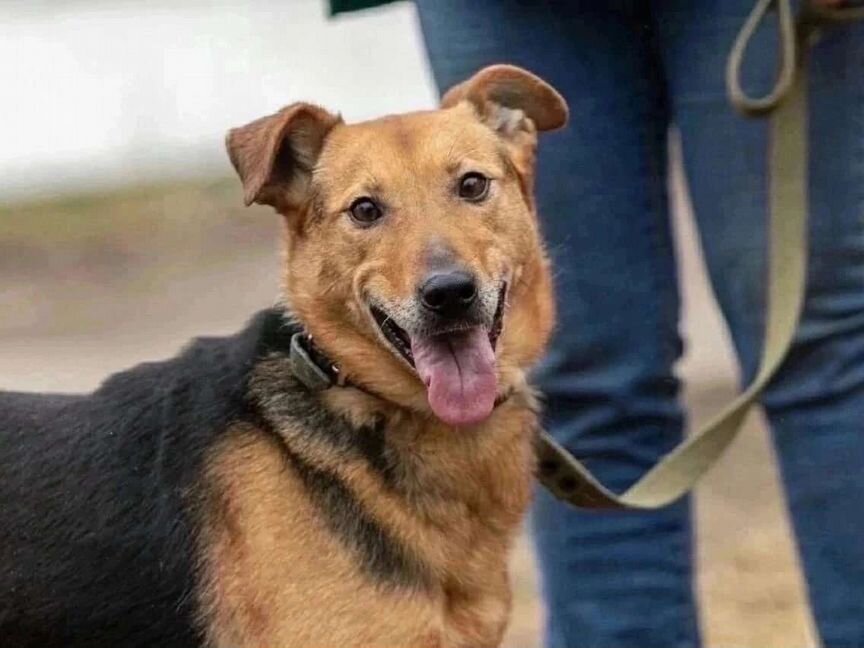 Собака в добрые руки