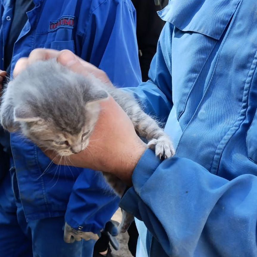 Маленьким котятам нужна передержка