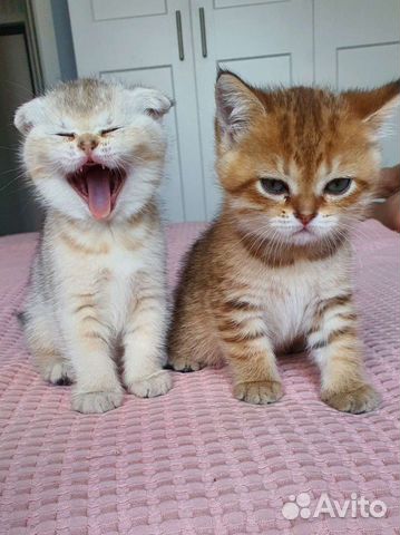 Шотландские котята