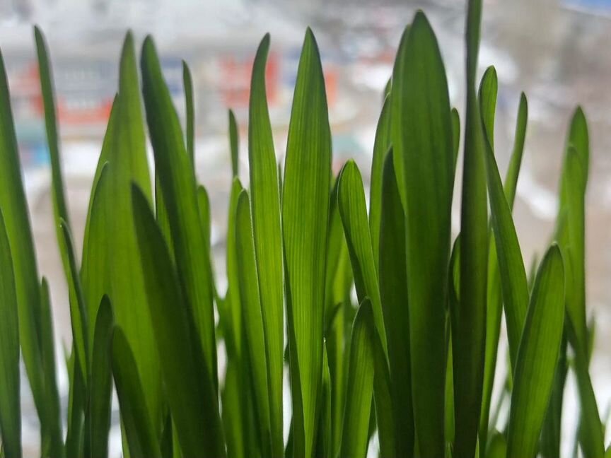 Кошачья трава