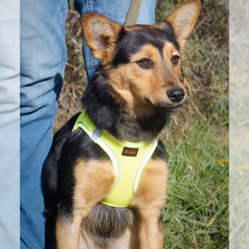 И ищет дом молоденькая собачка Лаки