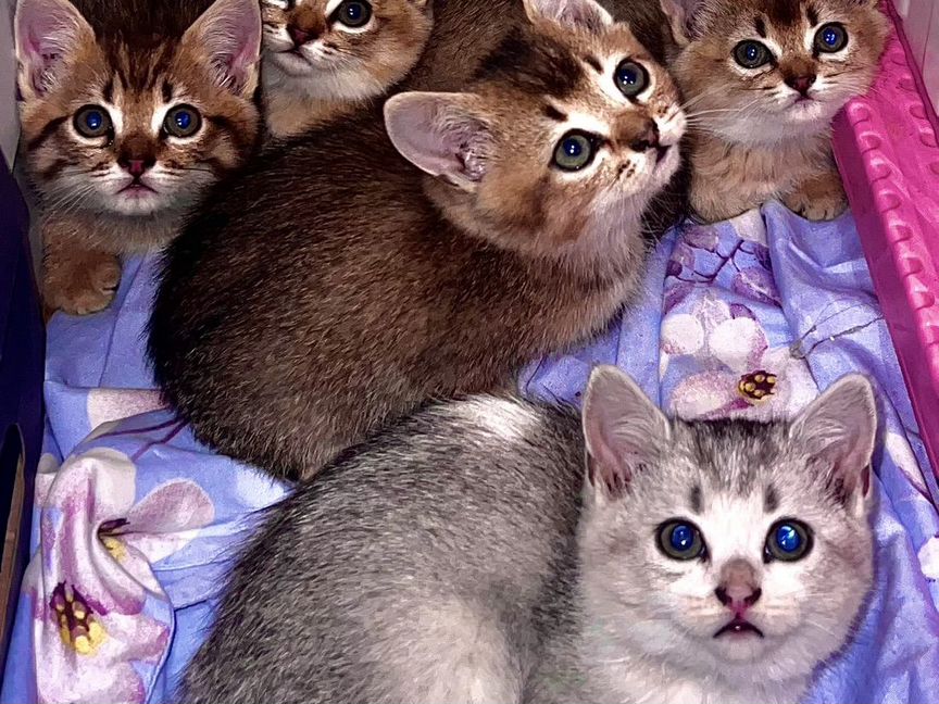Котята золотые шиншилы шотландские