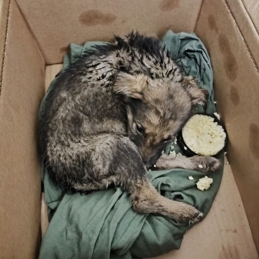 Щенок в добрые руки