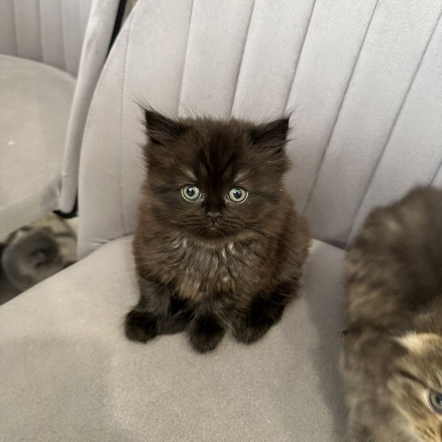Котенок шотландец вислоухий