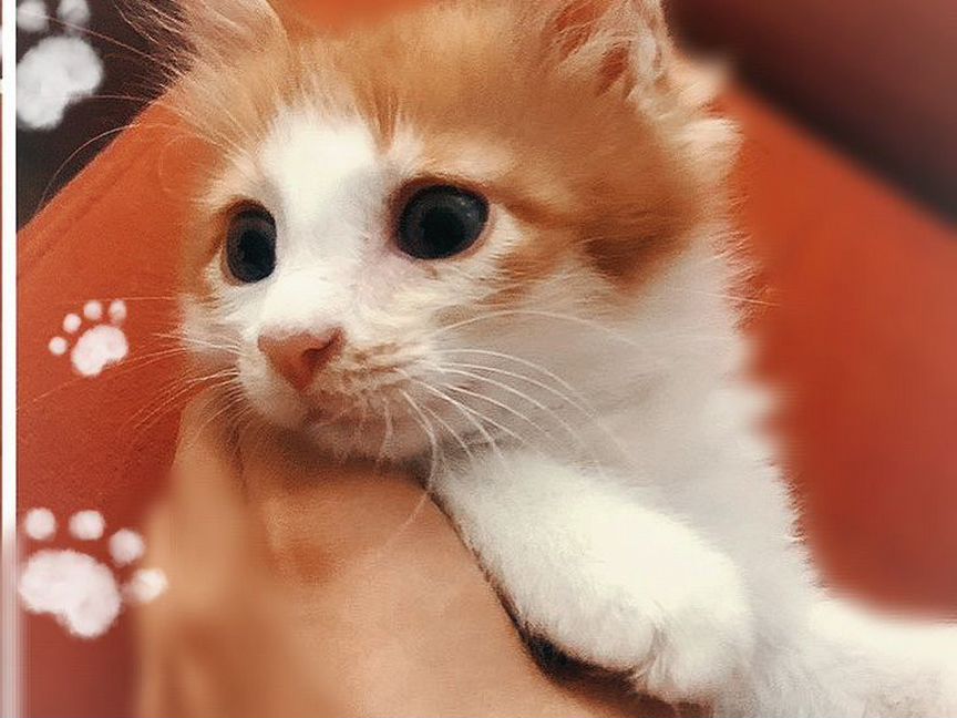 Уникальная,рыжая непоседа ищет дом