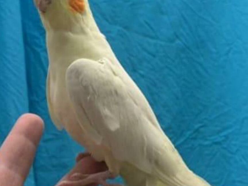 Попугай карелла птенчики