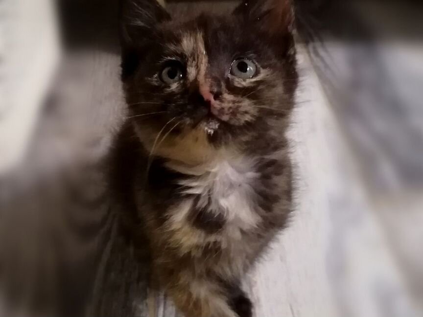 Красивый котёнок в добрые руки