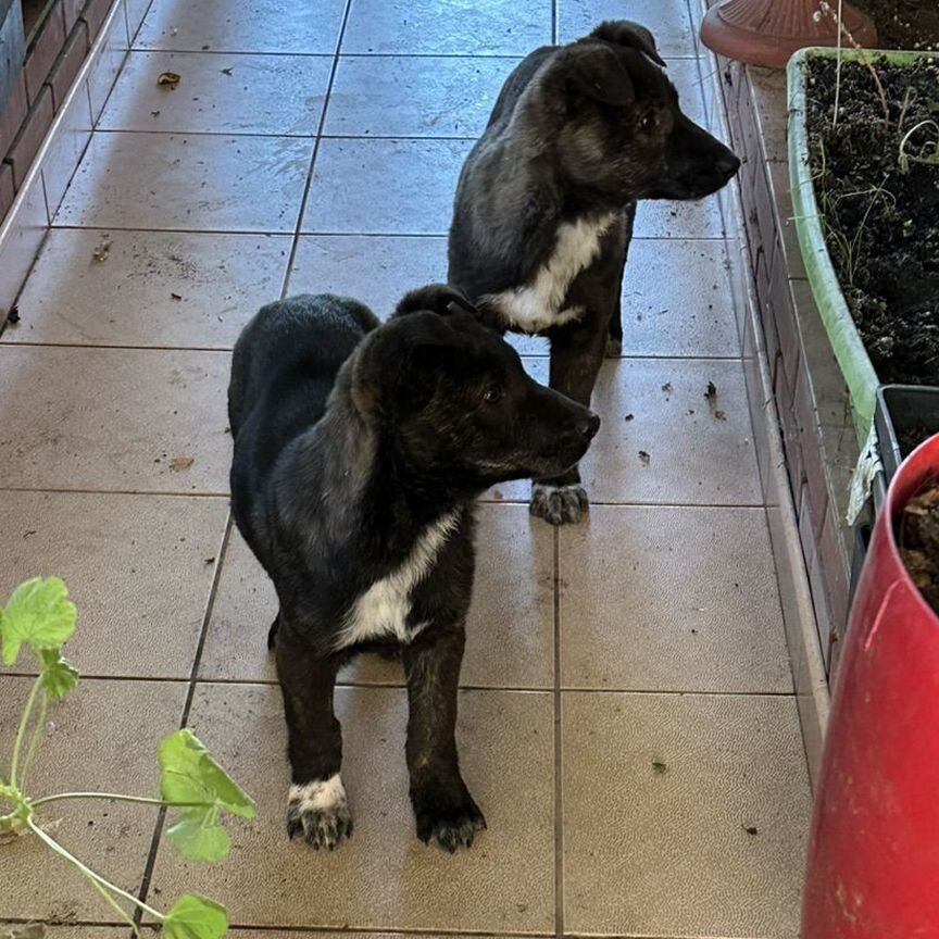 Щенок в добрые руки