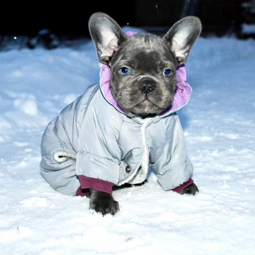 Французский бульдог, щенок