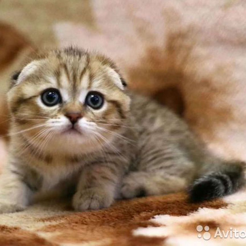 Шотландский вислоухий короткошёрстный котёнок