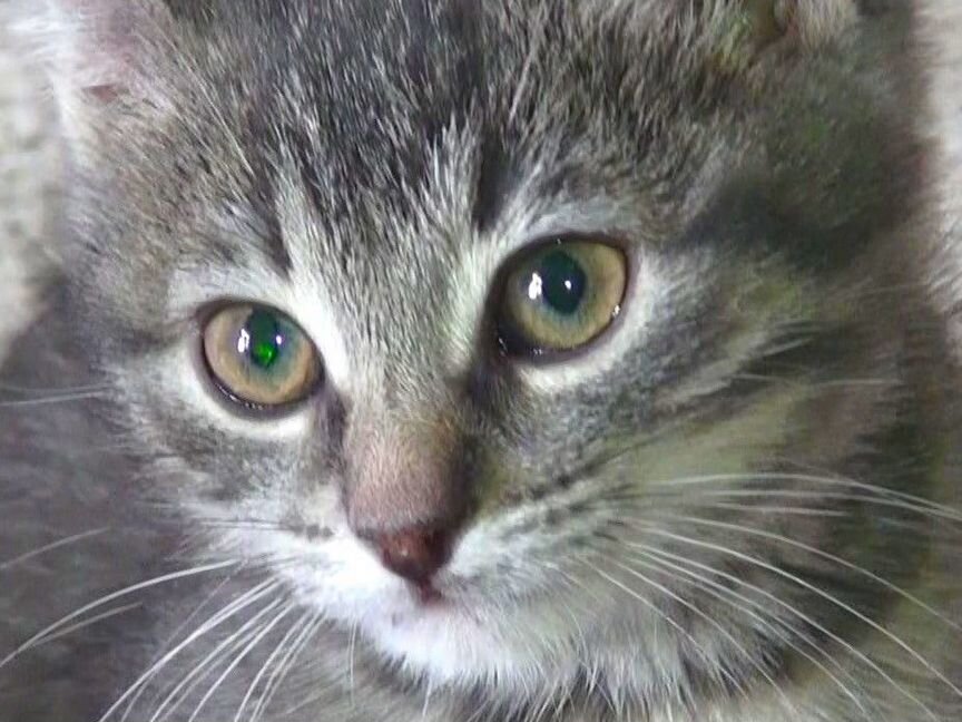 Азиатская дымчатая табби миниатюрная кошечка