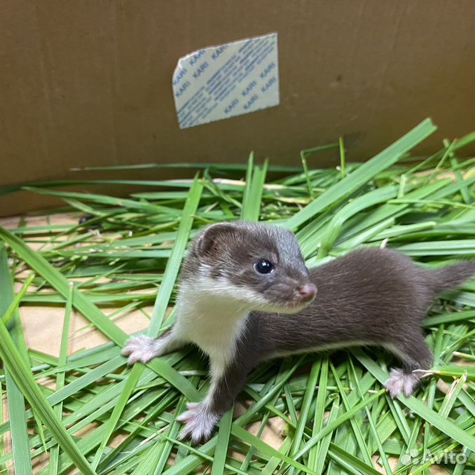 Ласка животное