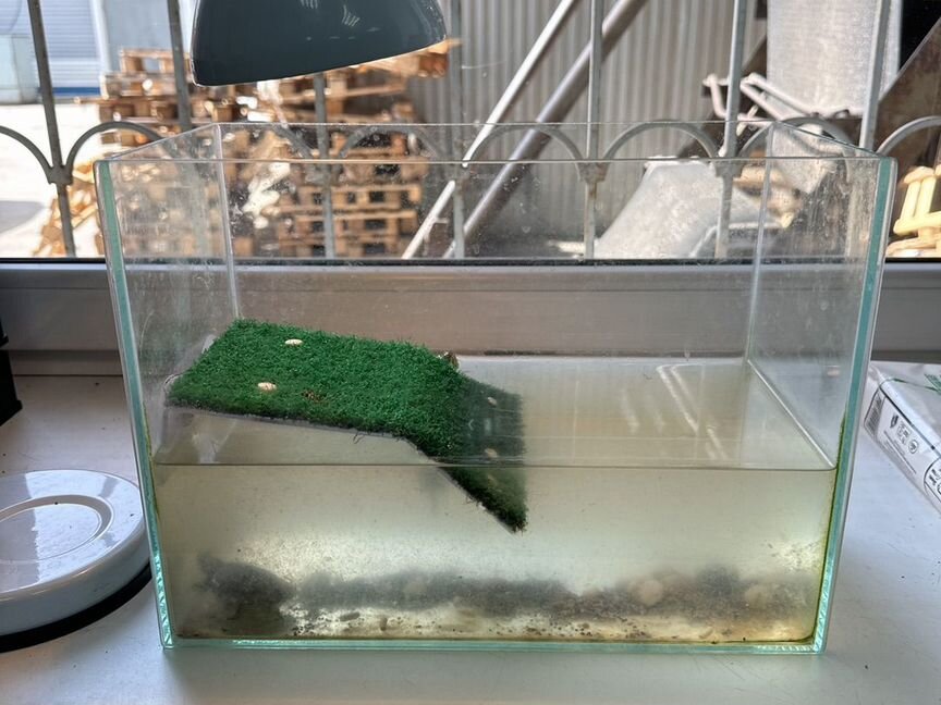 Террариум для красноухой черепахи