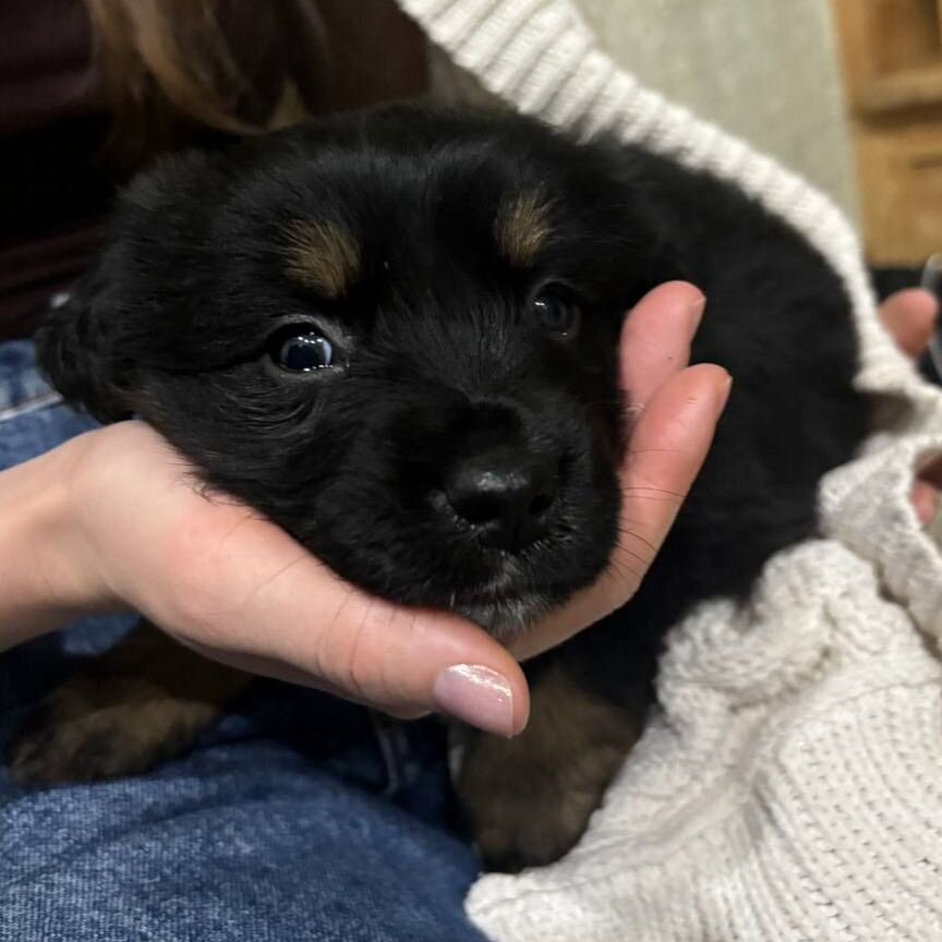 Щенок в добрые руки