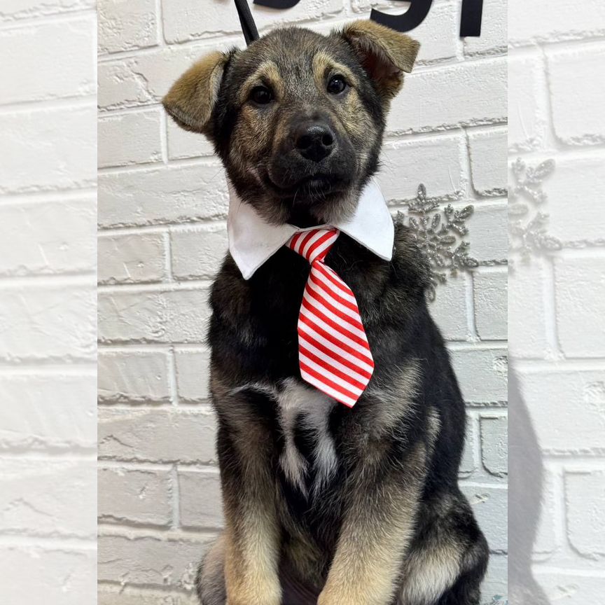 Щенки в добрые руки