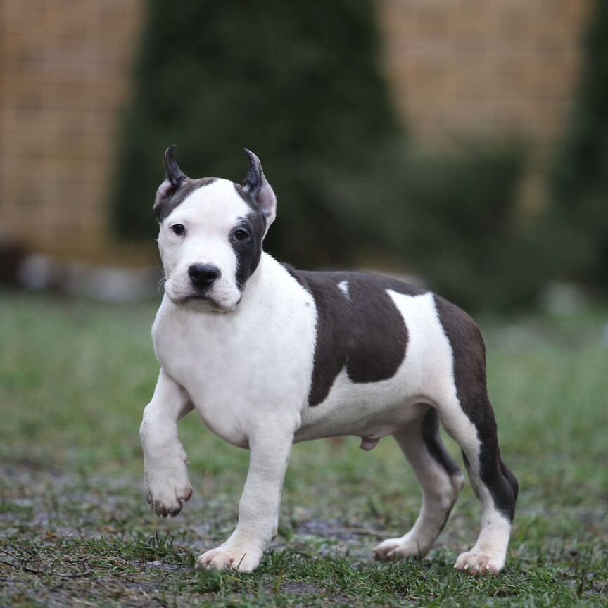 Американский стаффордширский терьер, щенок