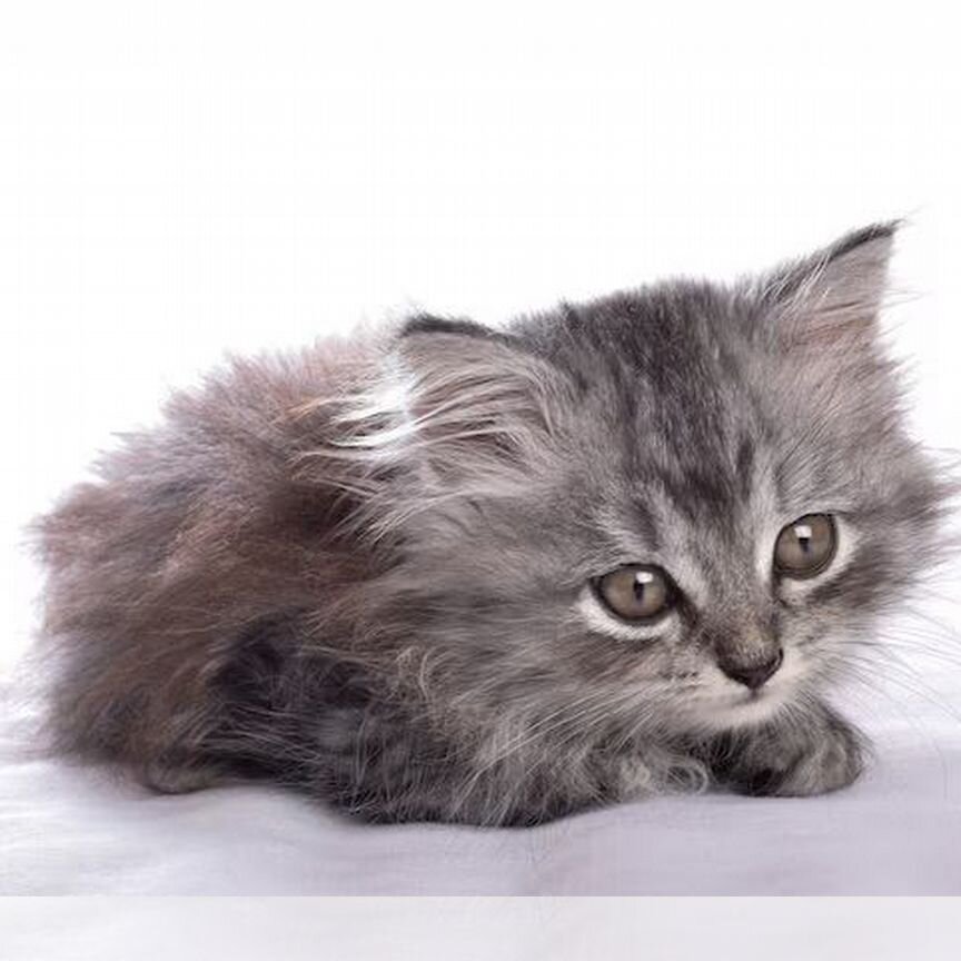 Отдаю котенка