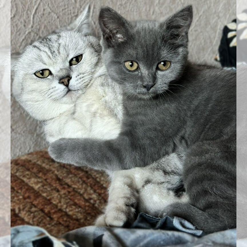 Шотландский прямоухий короткошёрстный котёнок