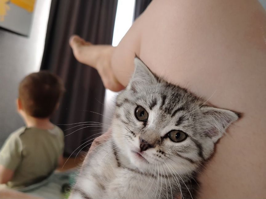 Продам шотландскую кошечку