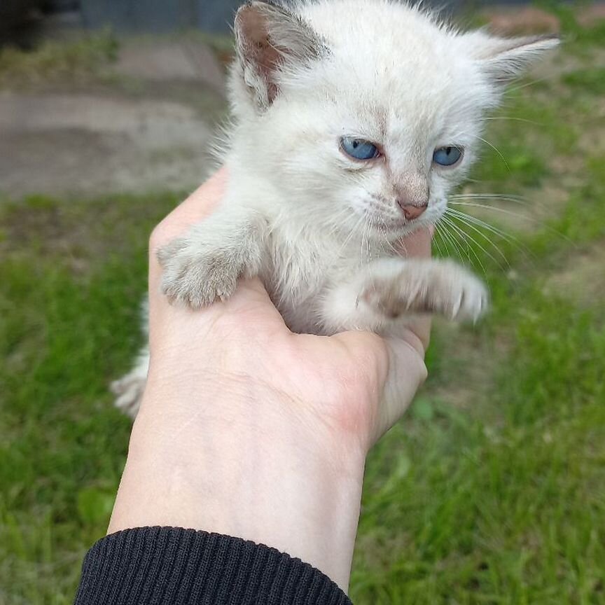 Котята в добрые руки