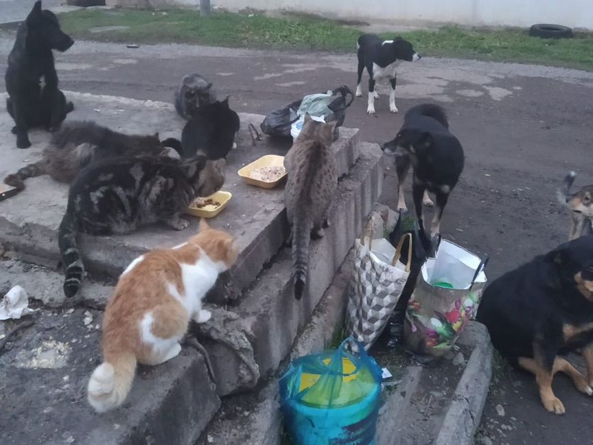 Бездомные хвостики с мусорки