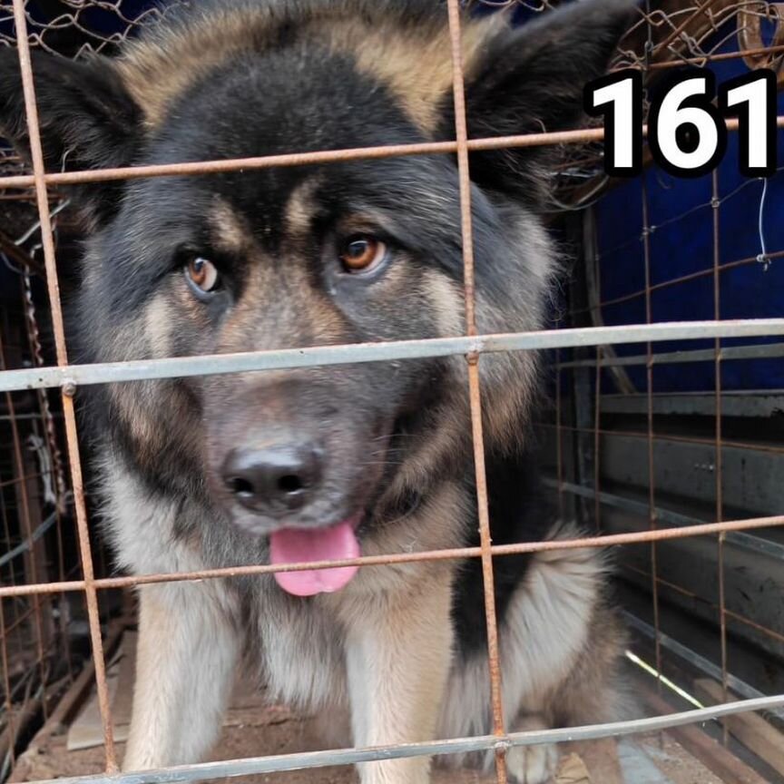 Взрослая собака в добрые руки