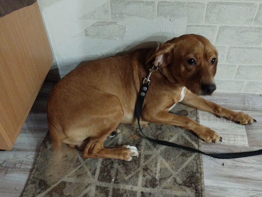 Собаки бесплатно в добрые руки