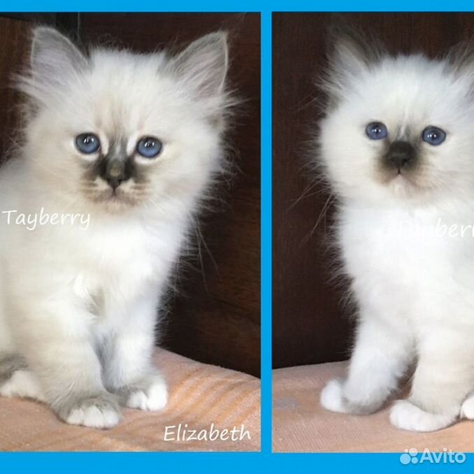 Котята Священная Бирма