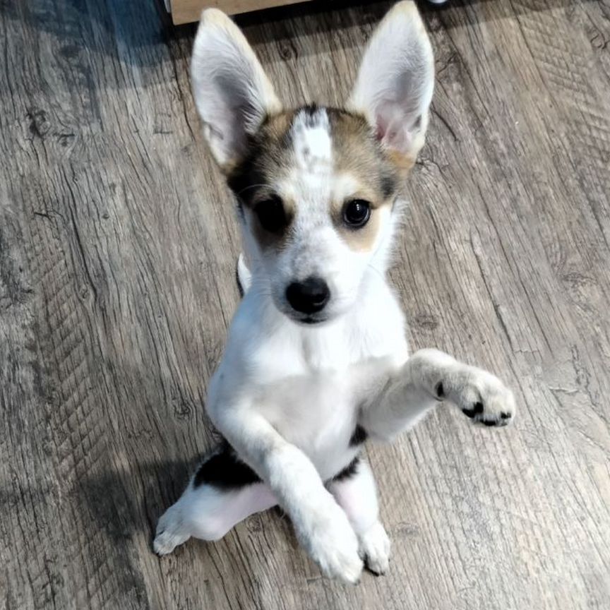 Щенок в добрые руки