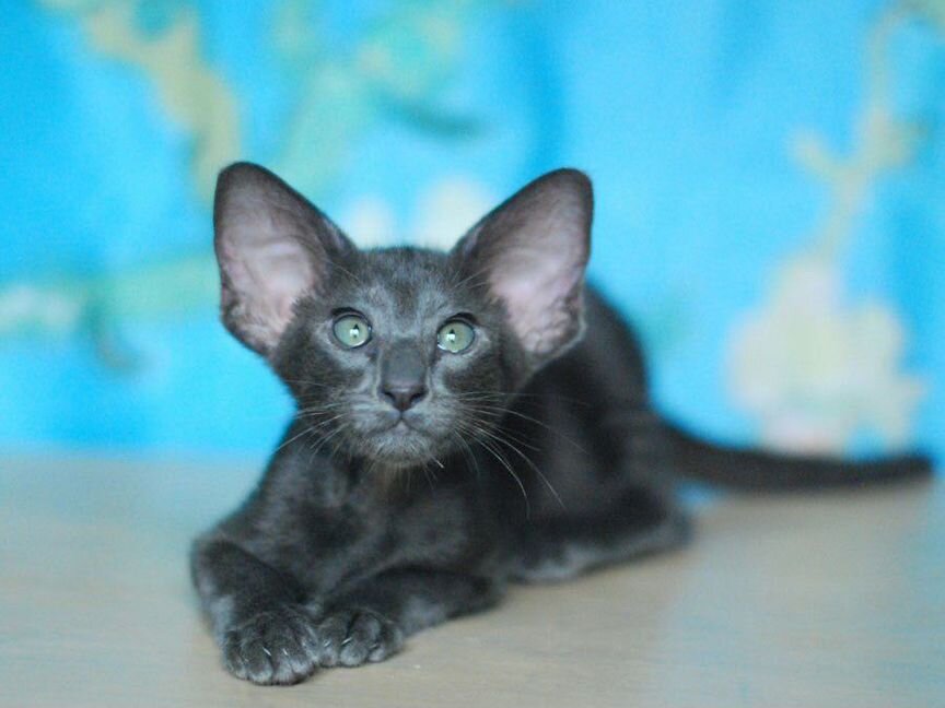 Ориентальный котенок