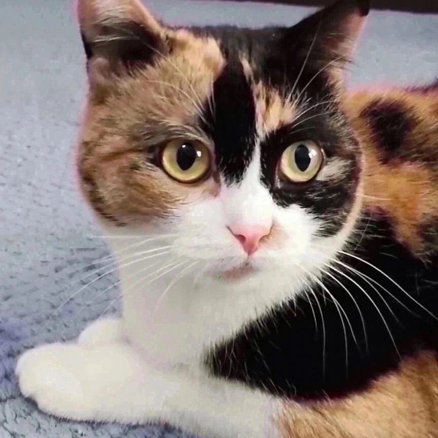 Возьми из приюта