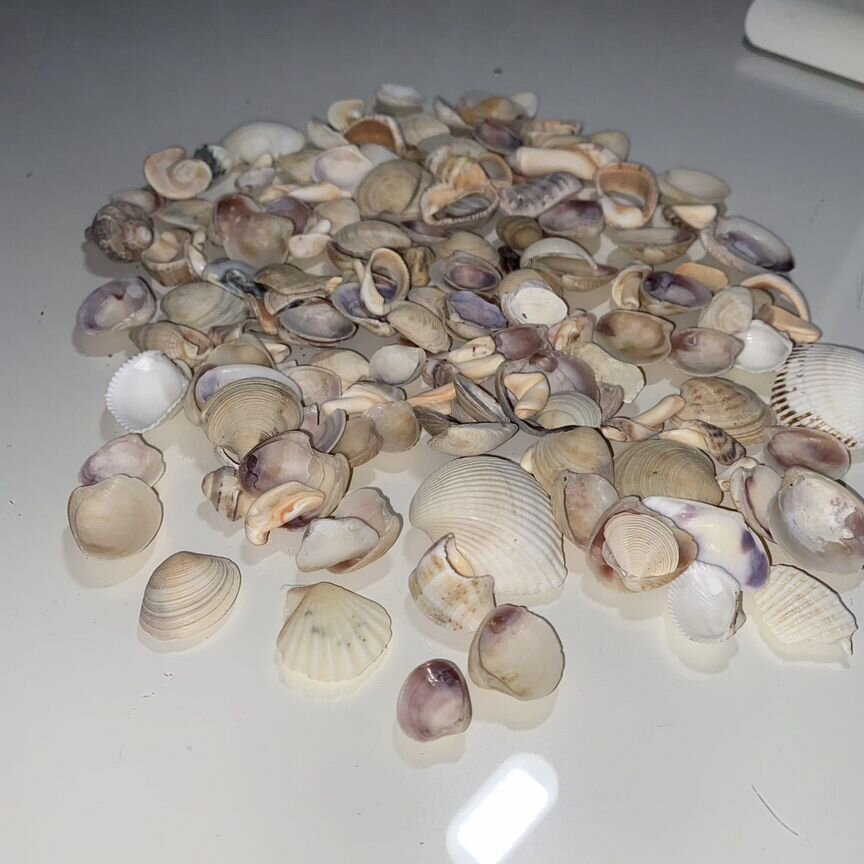 Ракушки морские мелкие