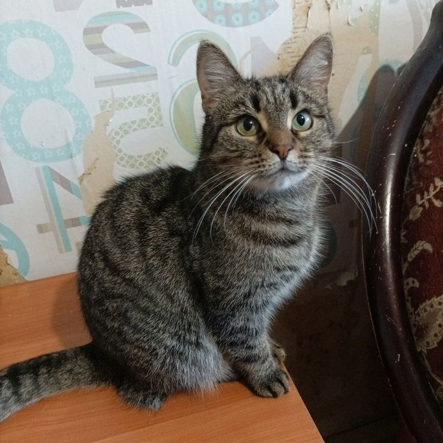 Кошка в добрые руки. Моня