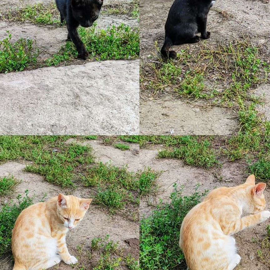 Котята в добрые руки бесплатно