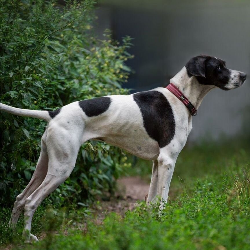 Джессика ищет дом