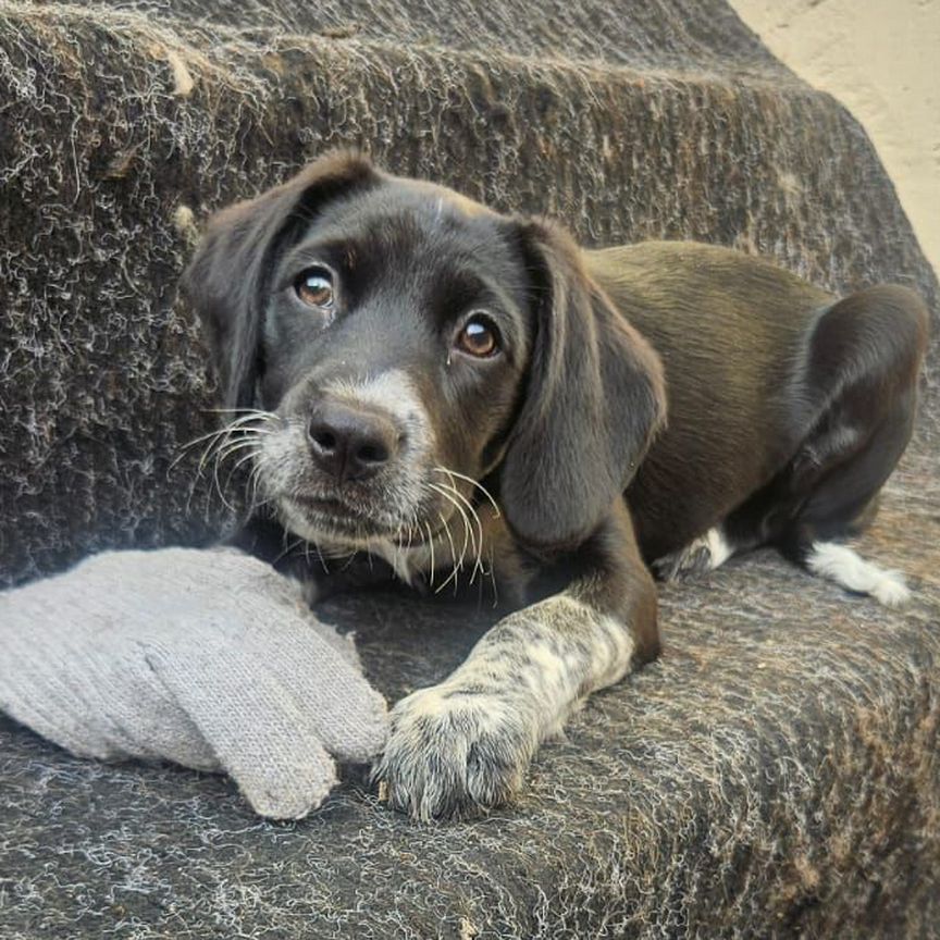 Щенок в добрые руки