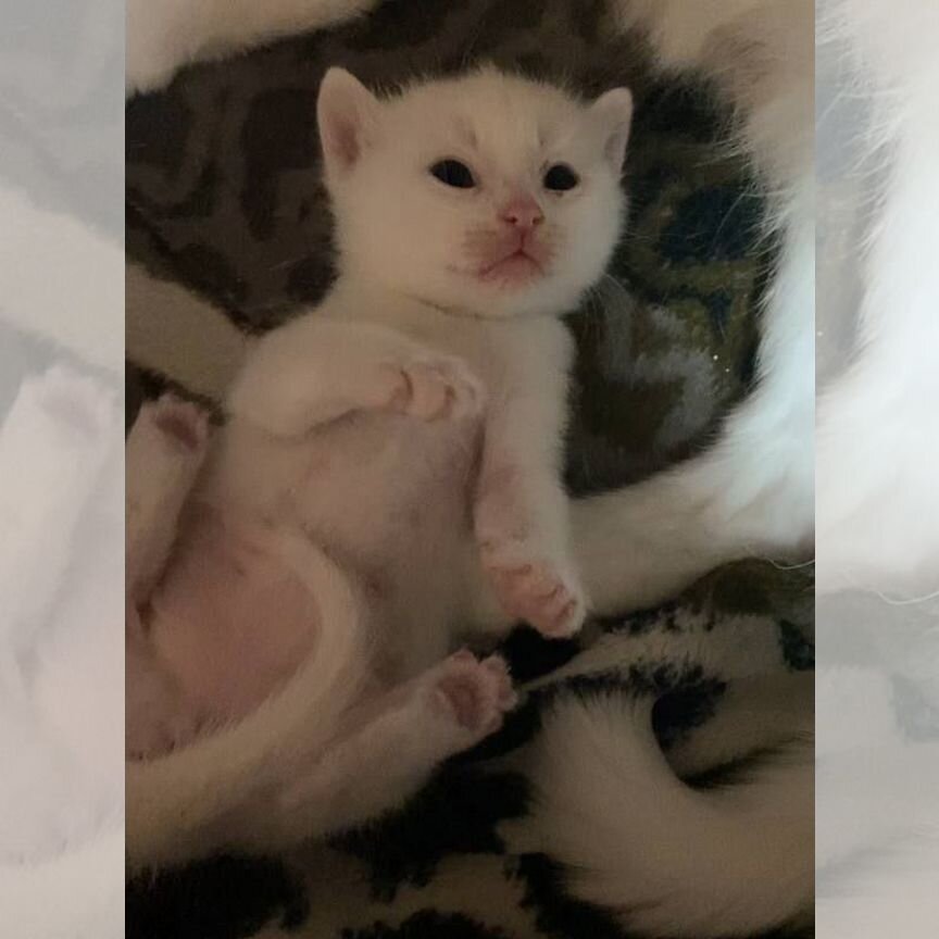 Котёнок в добрые руки