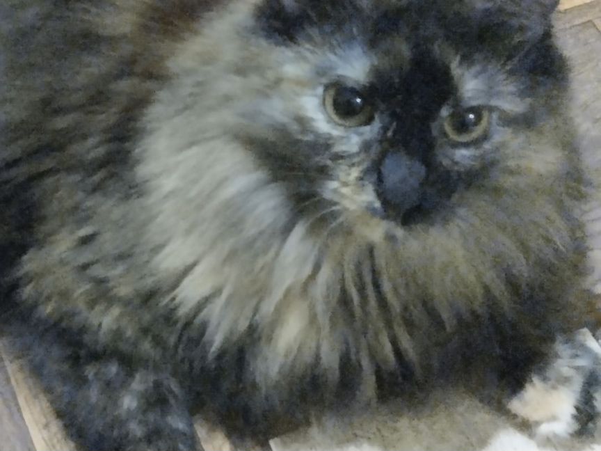 Кошечка черепашьего окраса в добрые руки