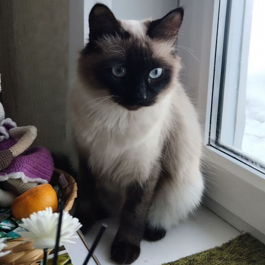 Сиамская, взрослая кошка