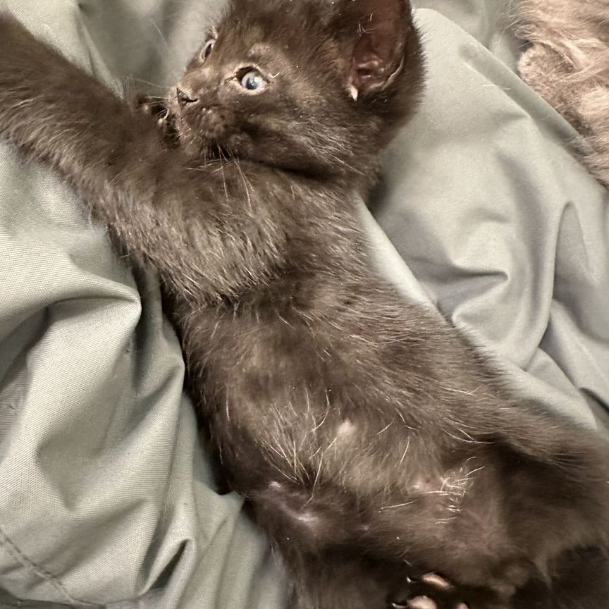 Котенок dark Браун Табби