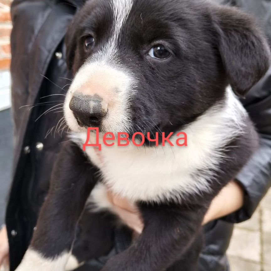 Щенок в добрые руки бесплатно