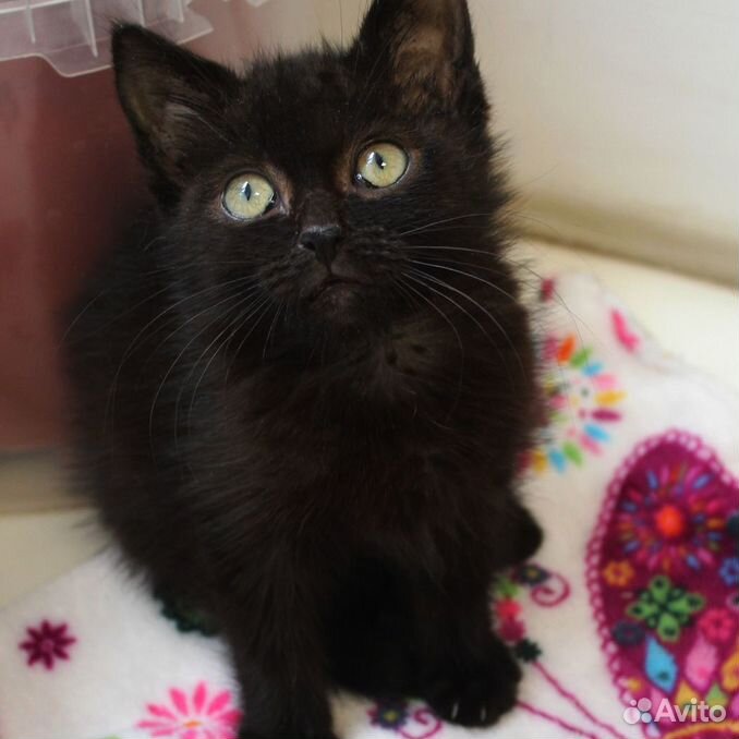 Котенок Шмяк ищет дом