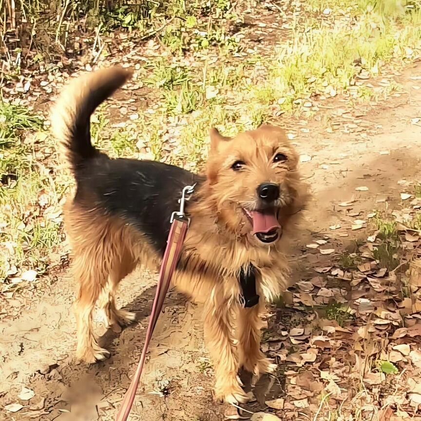 Небольшой терьерчик из приюта хочет домой